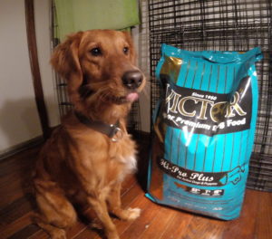 Dog Food Experiment - A Frame of Mind Animal Training